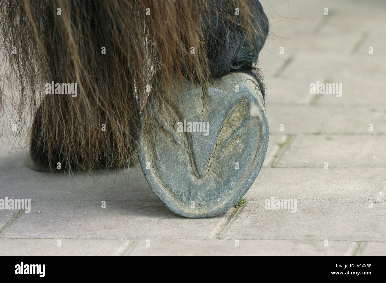 domestic horse (Equus przewalskii f. caballus), underside of a hoof Stock Photo - Alamy