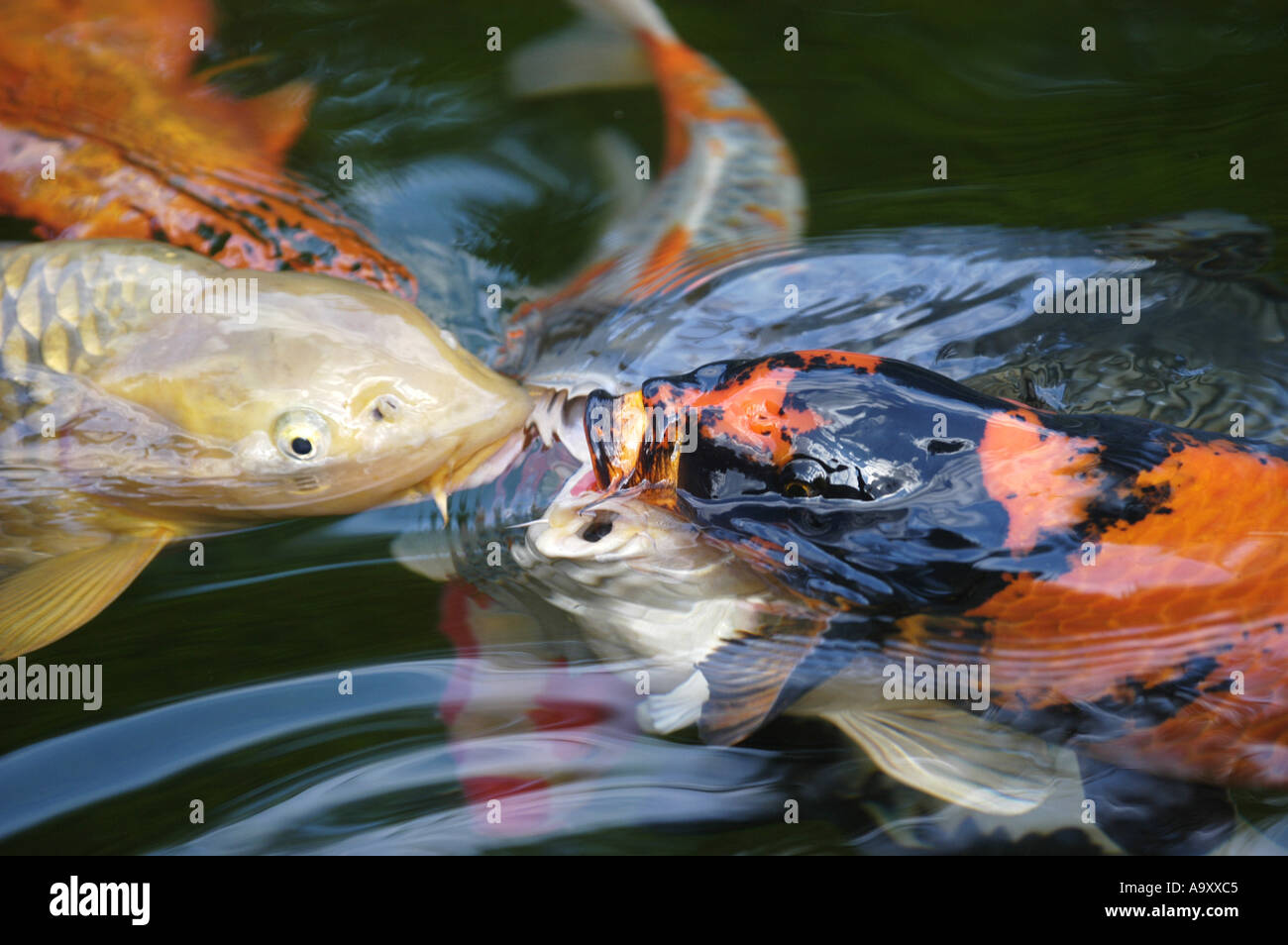 carp, common carp, European carp (Cyprinus carpio Stock Photo - Alamy
