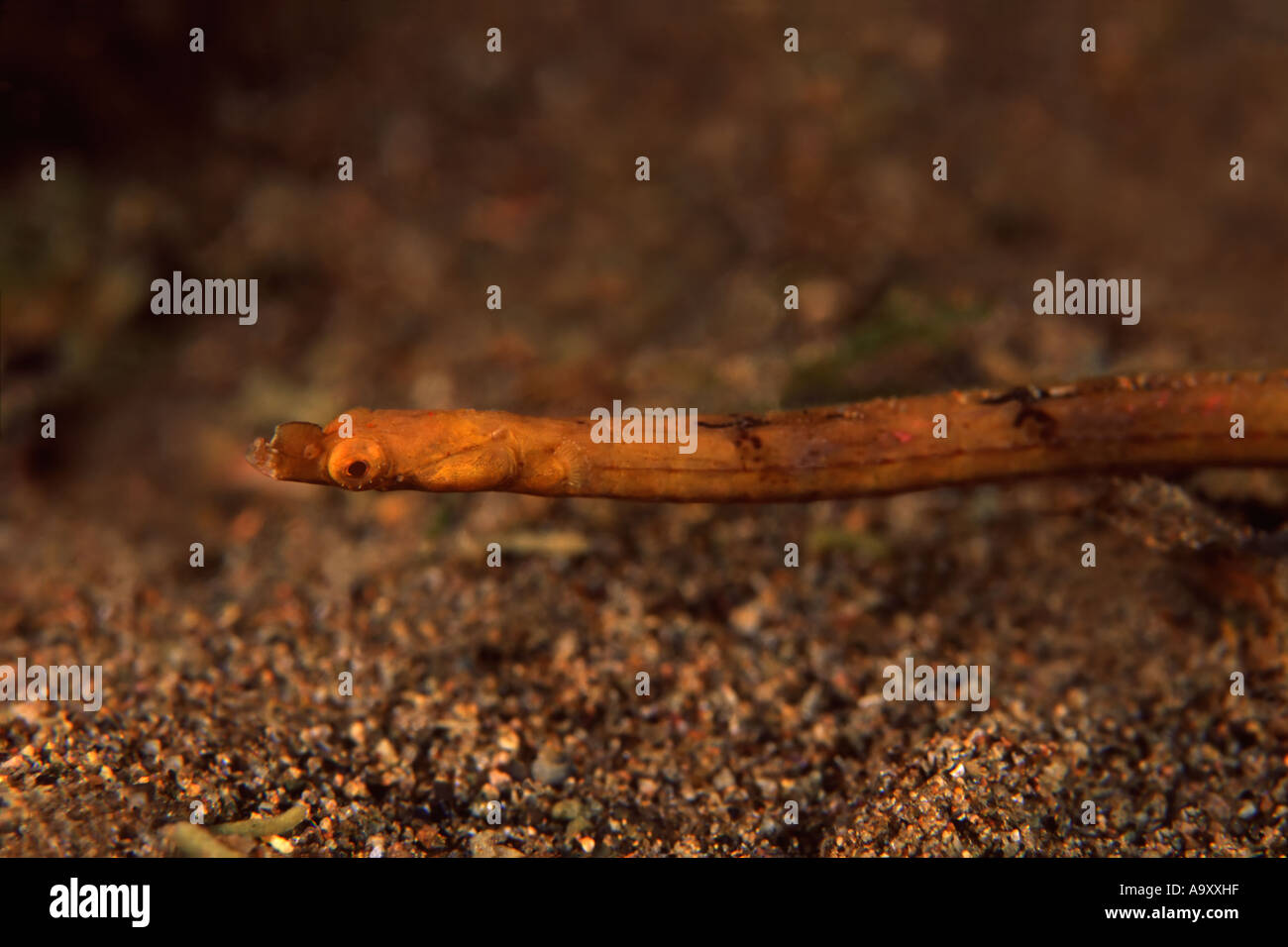 Halicampus spinirostris hi-res stock photography and images - Alamy