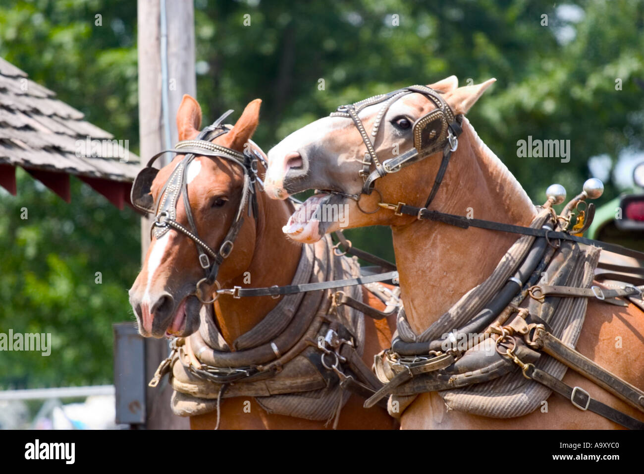 Horses at a fair competing in a horse pulling contest Stock Photo - Alamy