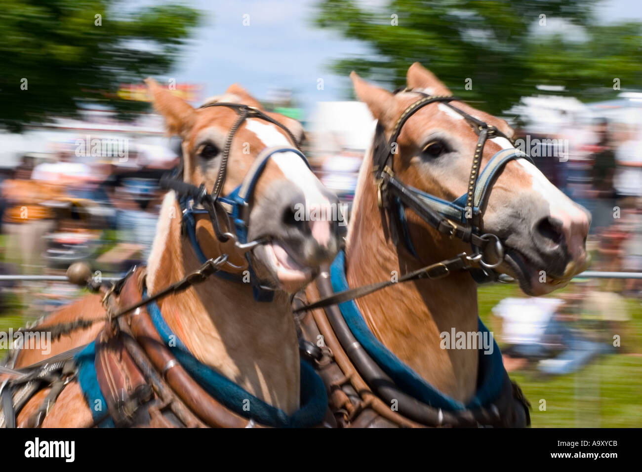 Horses at a fair competing in a horse pulling contest Stock Photo - Alamy