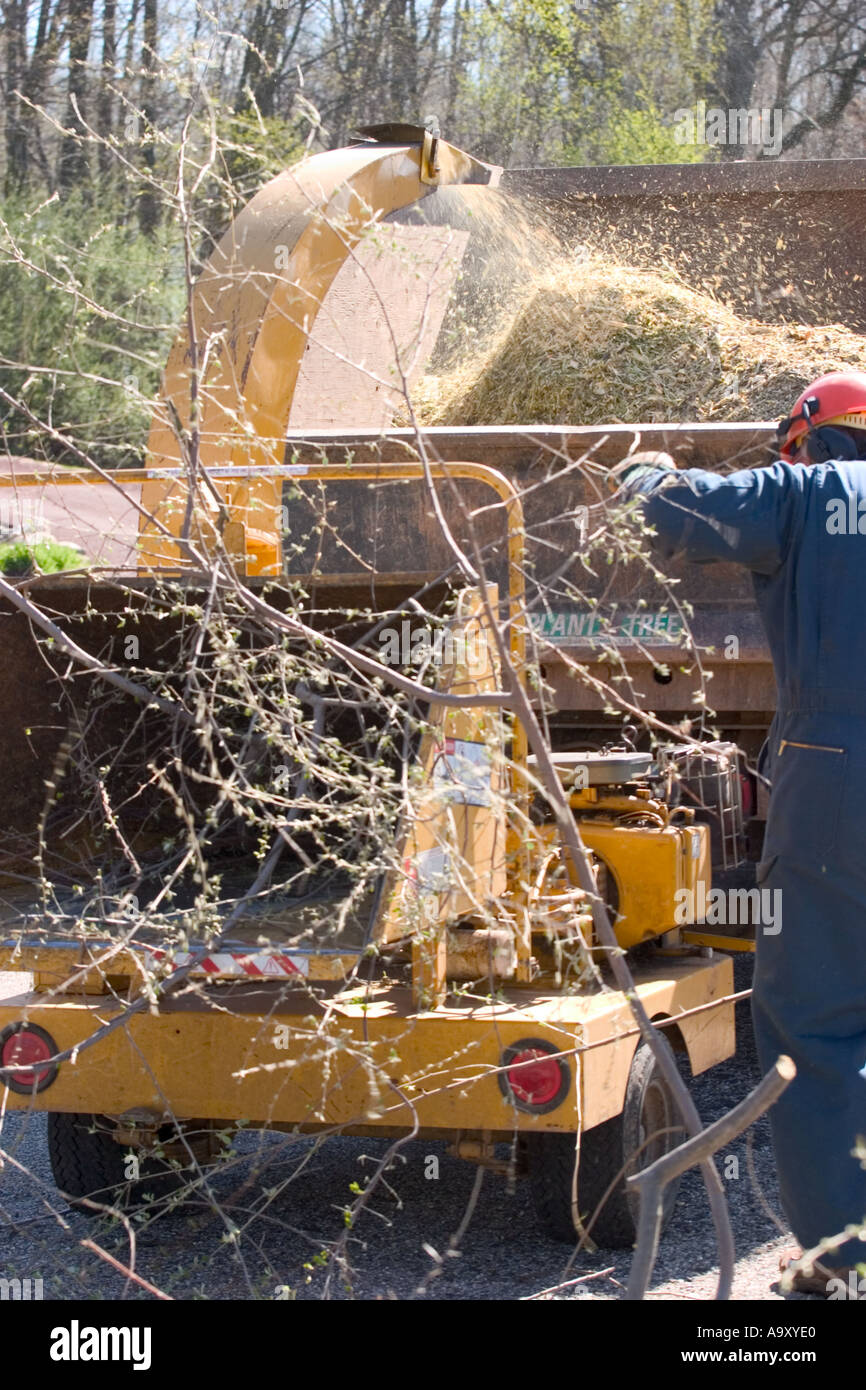 Man loading branches into a wood chipping machine Stock Photo - Alamy