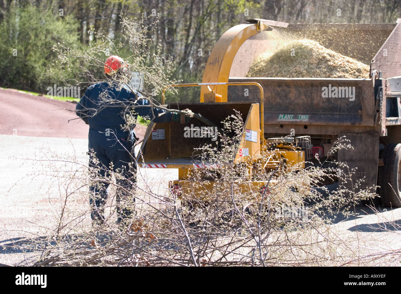 Man loading branches into a wood chipping machine Stock Photo - Alamy