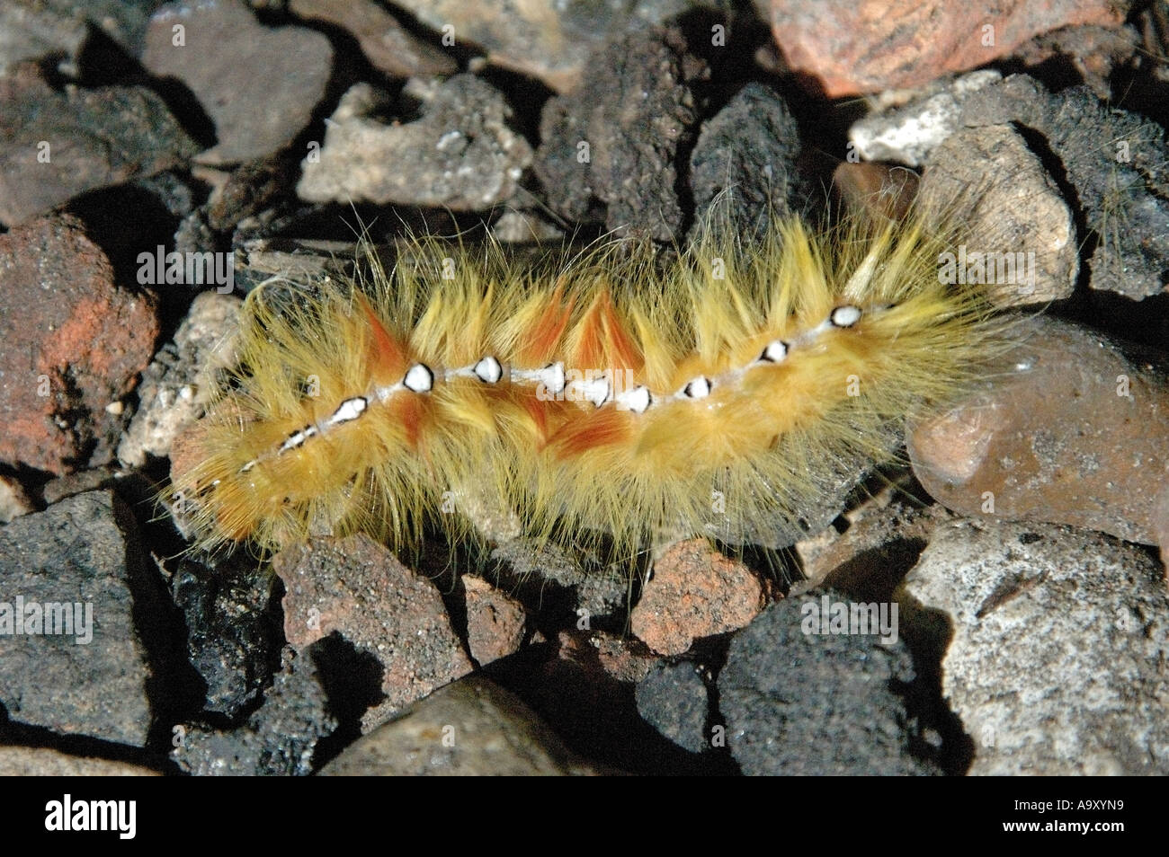 Sycamore Moth Caterpillar High Resolution Stock Photography and Images ...