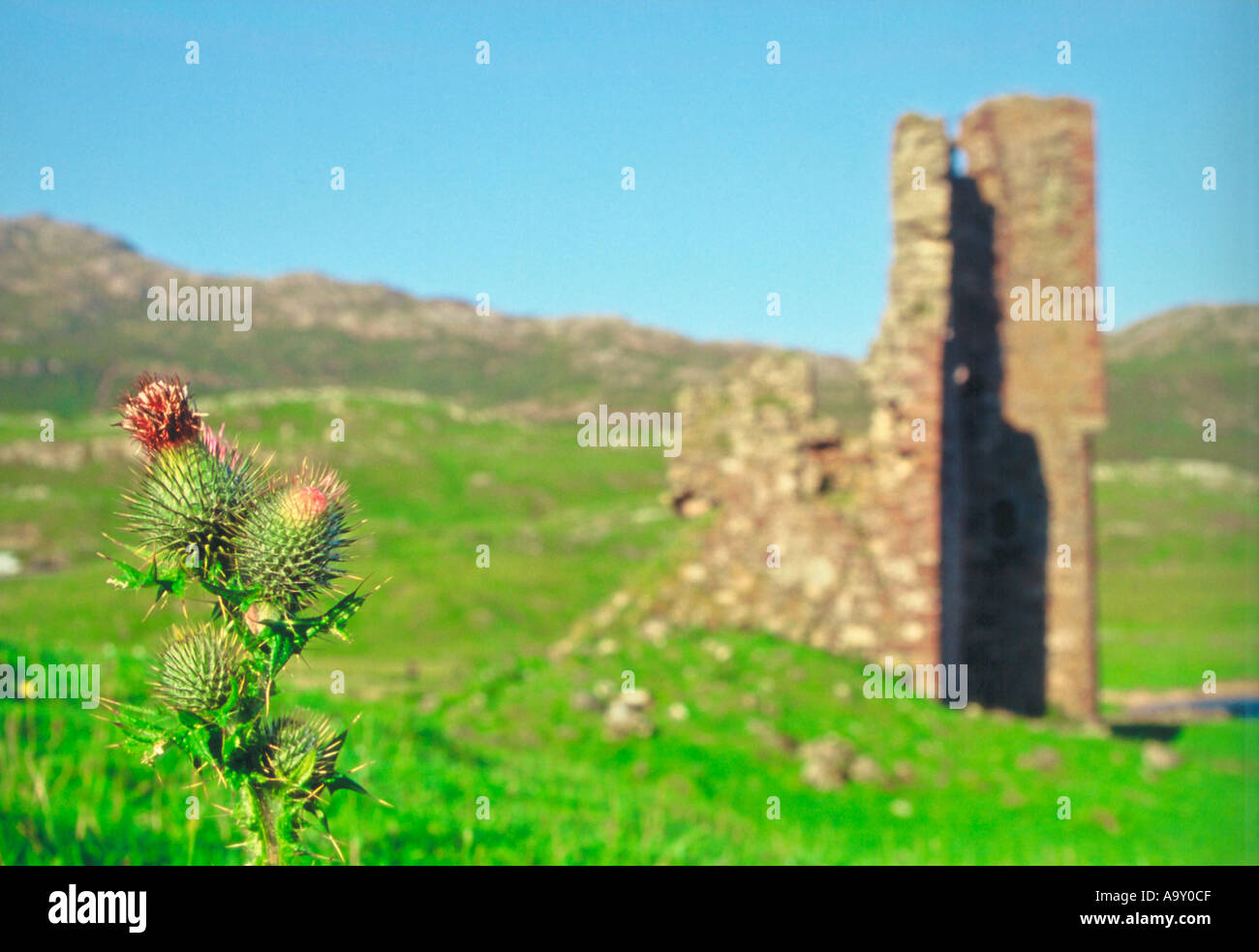A scottish scene traditional thistle backed by a derilict castle with ...