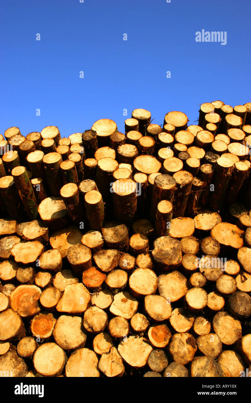 Timber awaiting collection stacked high Stock Photo - Alamy