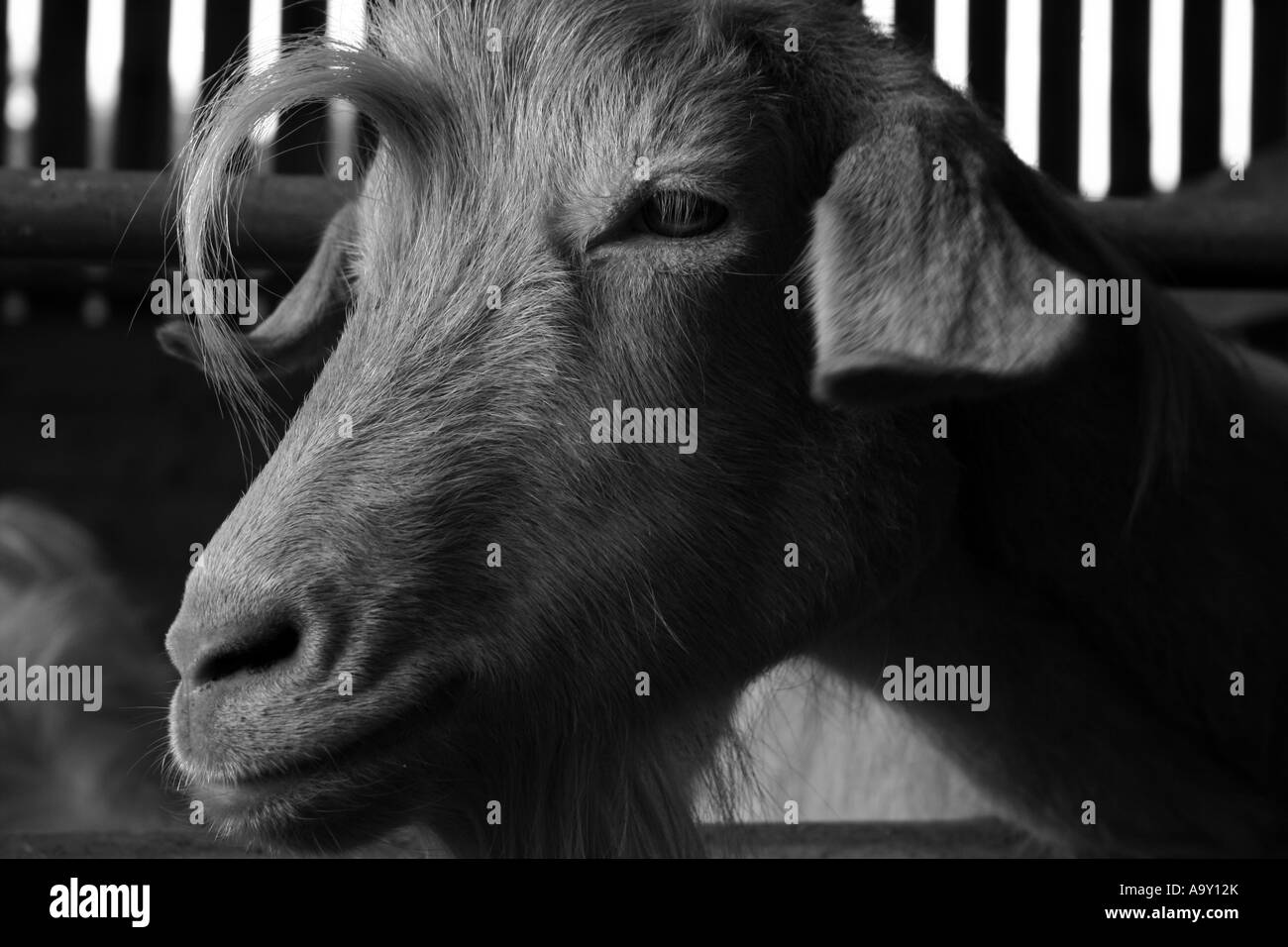Close up of a goats face Stock Photo - Alamy