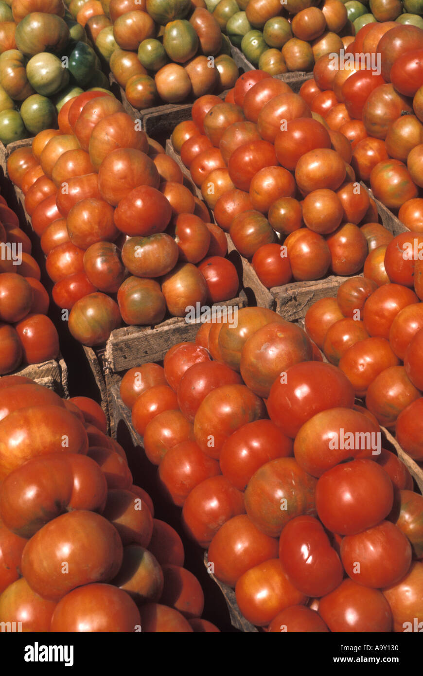 Tomato harvest near Trujillo northern Peru Stock Photo - Alamy