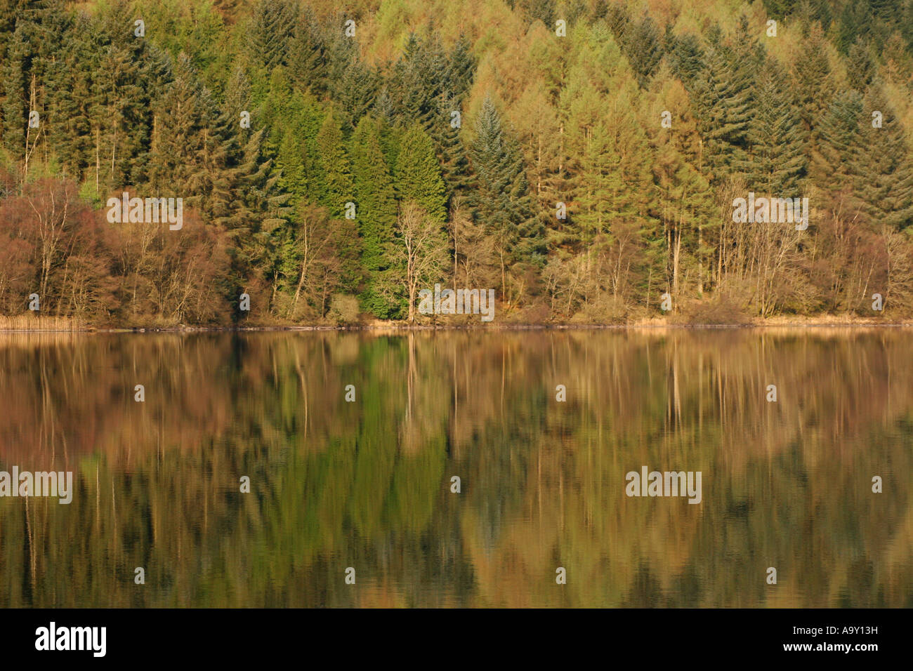 Trees reflected in the waters of a scottish loch Stock Photo - Alamy