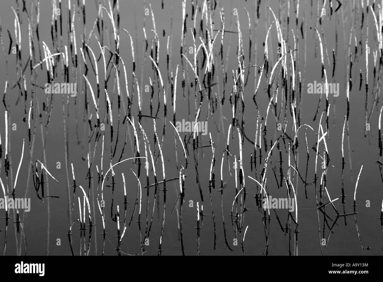 Black and white image of reeds standing in near still waters of a ...