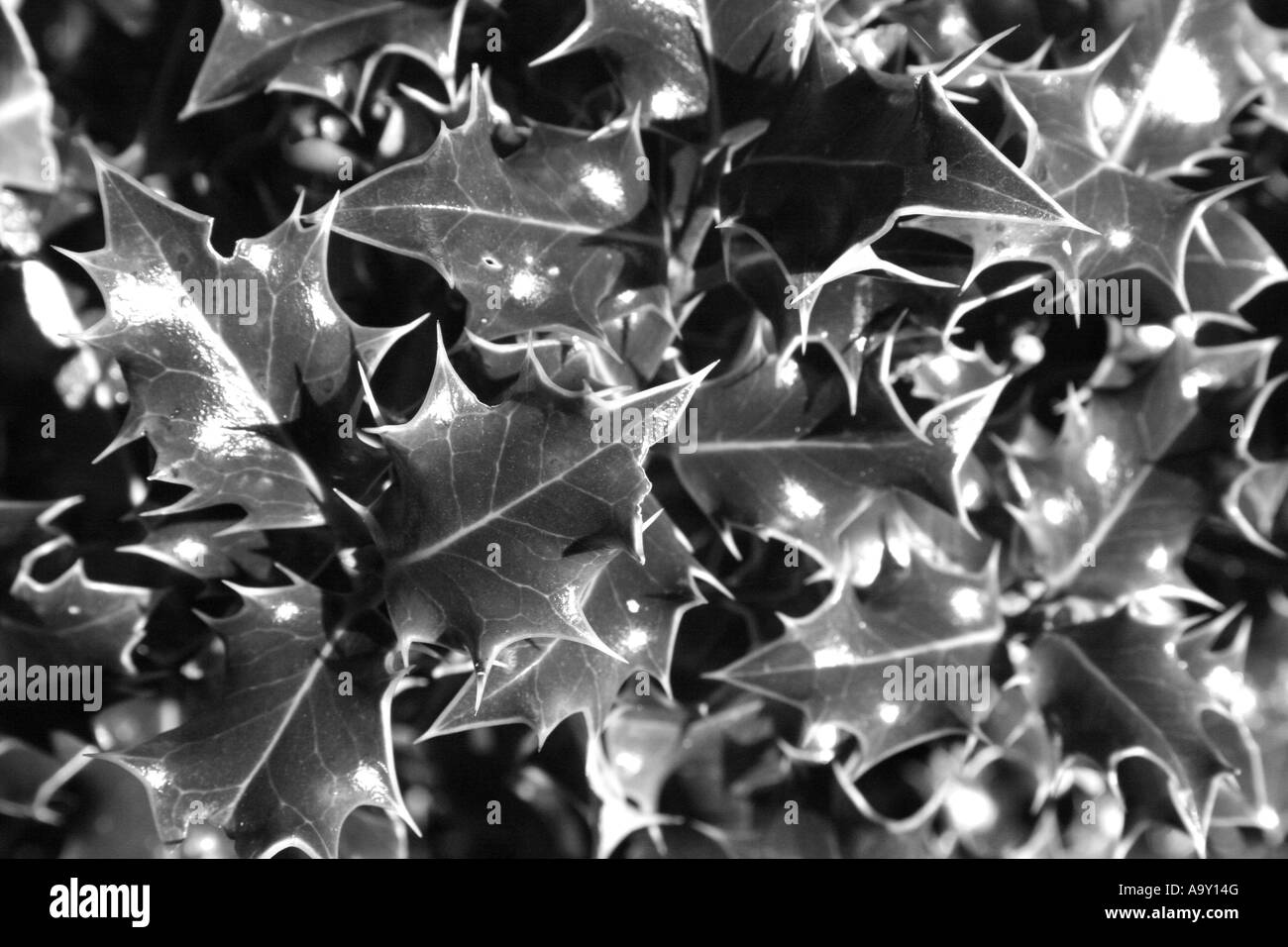 Black and white image of a holly bush showing the bushes individual ...
