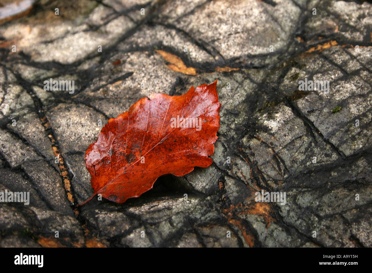 Image of a single beech leaf lying on a expanse of exposed rock Stock ...