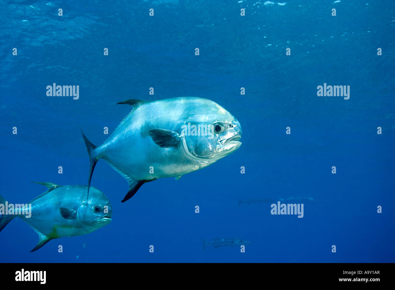 This pair of permit Trachinotus falcatus is part of a larger school ...