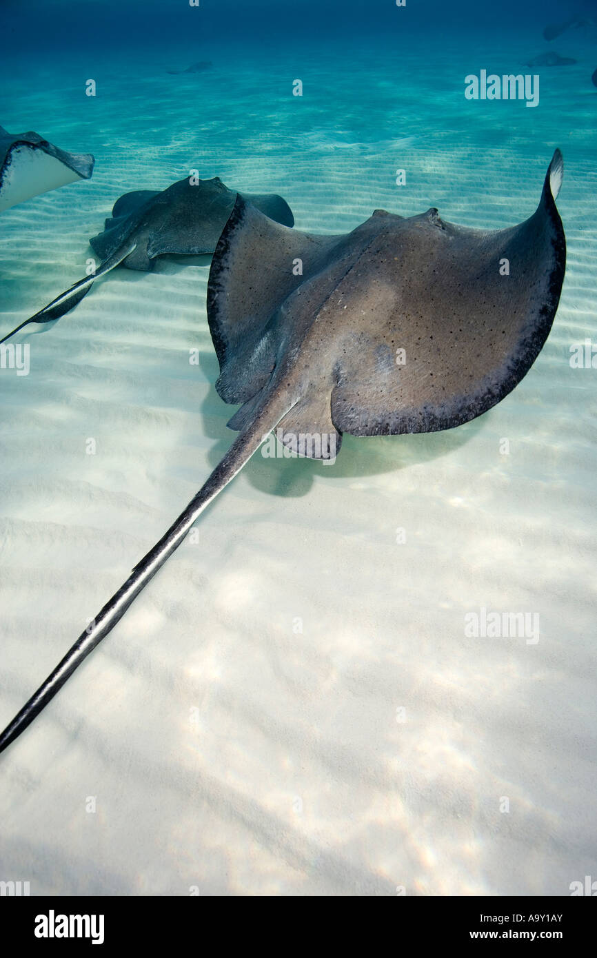 Stingrays buried in sand hi-res stock photography and images - Alamy