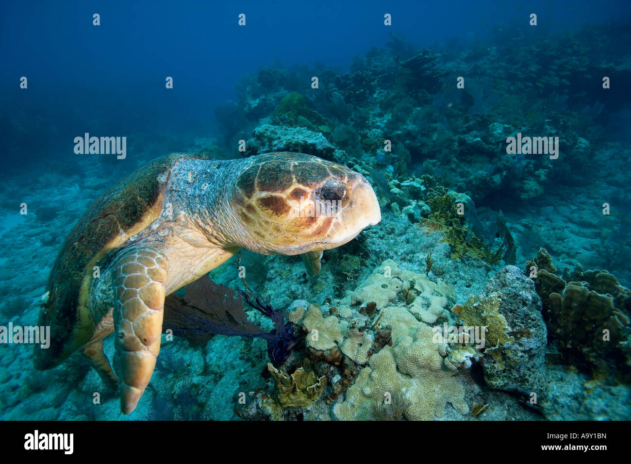 The large head of a Loggerhead turtle Caretta caretta occupies the ...