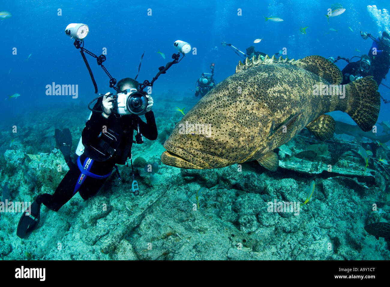 An underwater photographer is approached by a large Goliath grouper ...