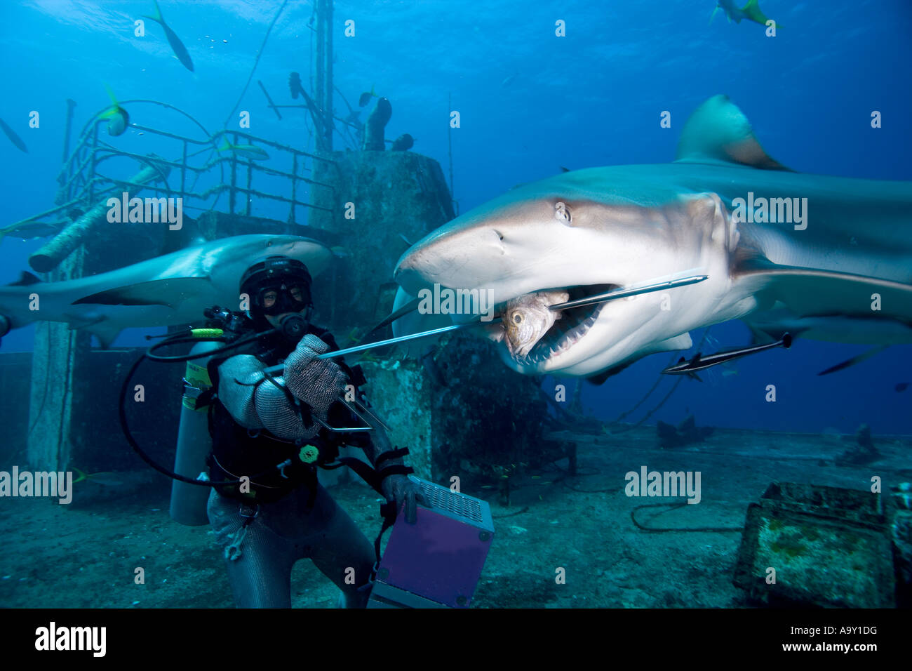 Shark shootout hi-res stock photography and images - Alamy