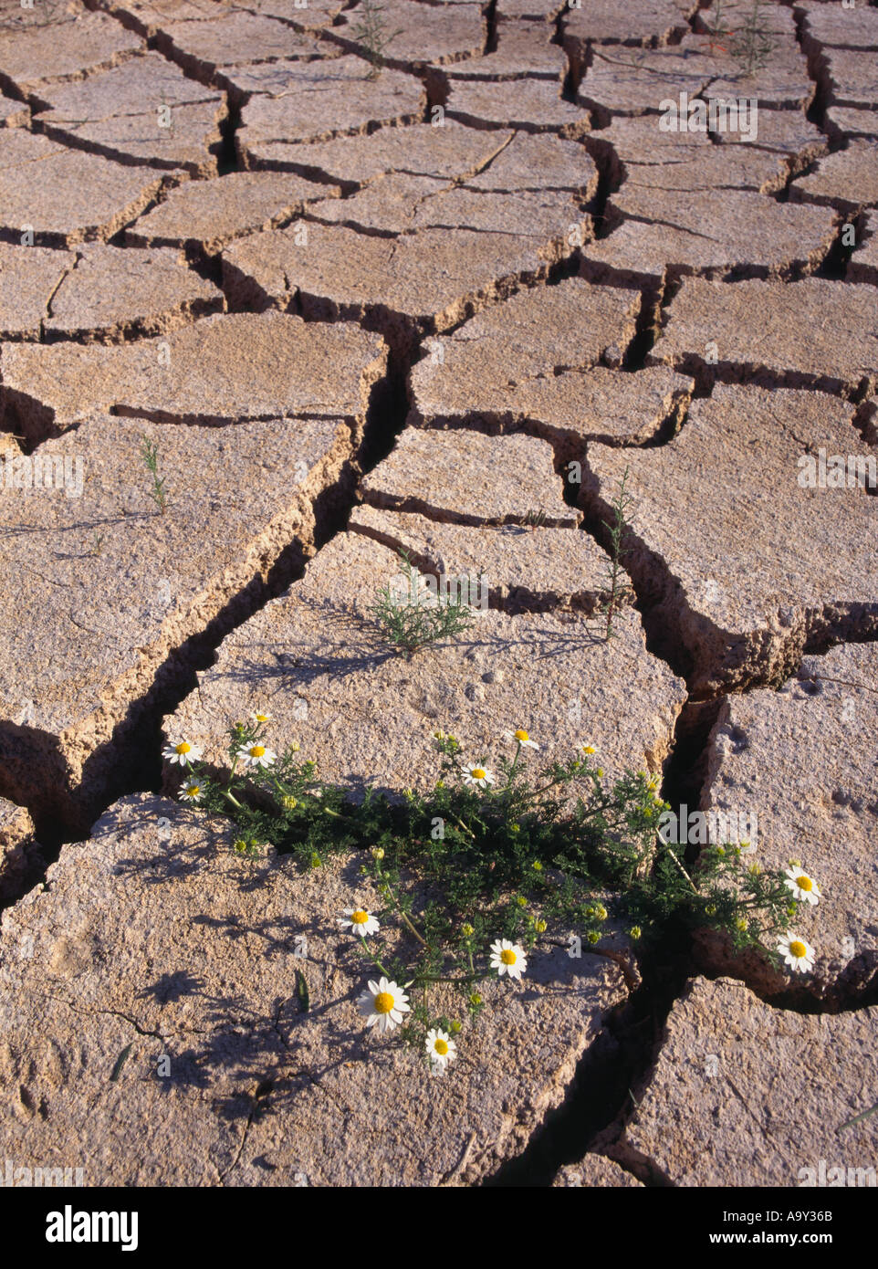 Israel desert of Judea dry soil with drought cracks and blossoming wild ...