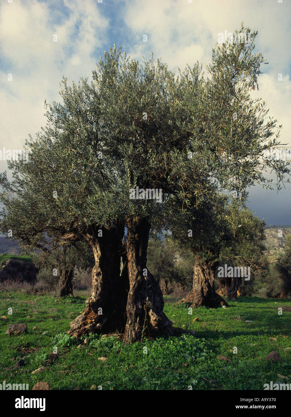 Israel upper galilee olive tree hi-res stock photography and images - Alamy
