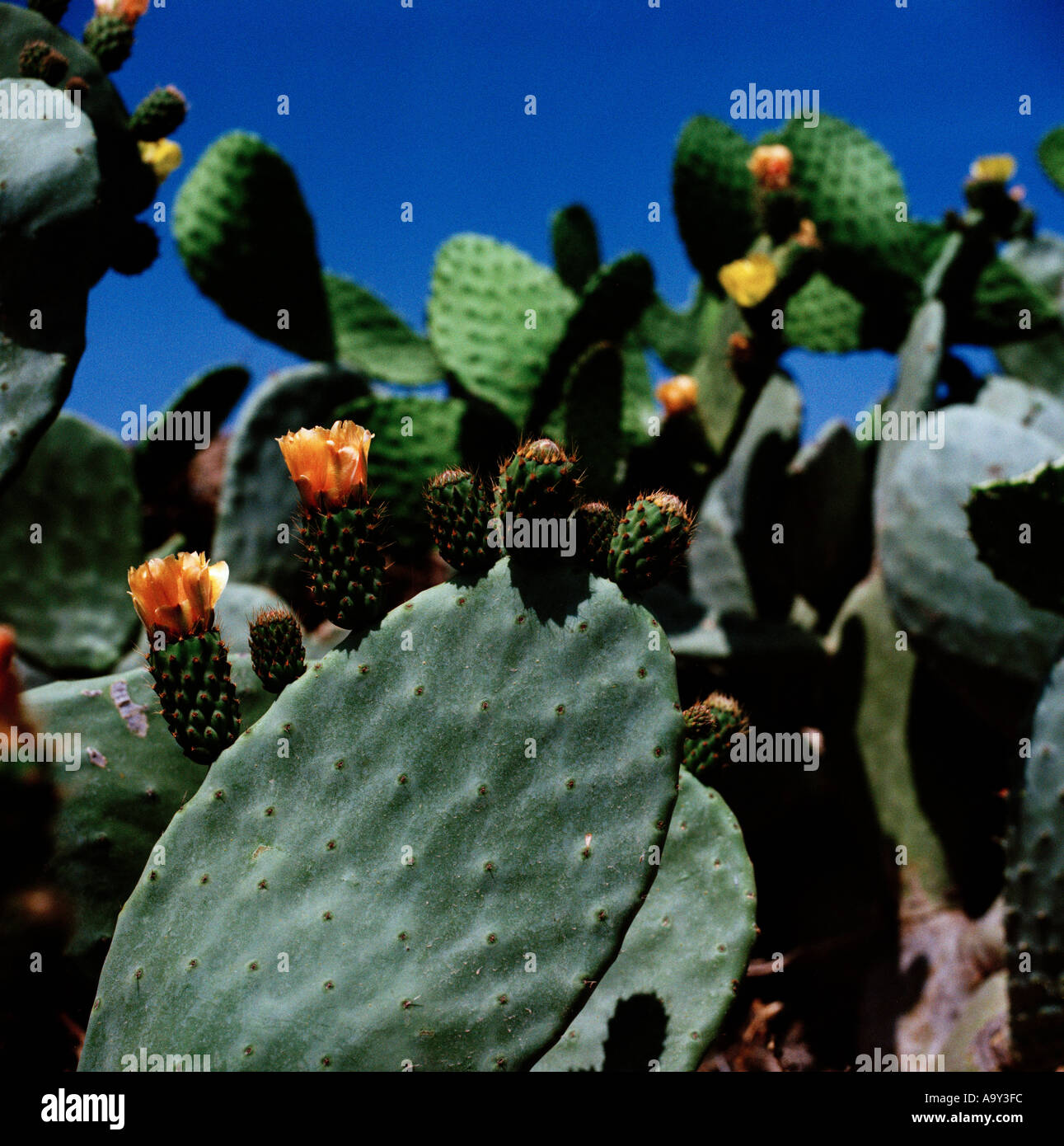 Prickly exterior hi-res stock photography and images - Alamy