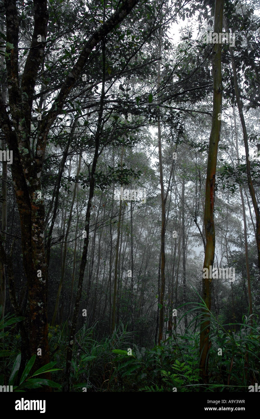 Malaysian jungles hi-res stock photography and images - Alamy