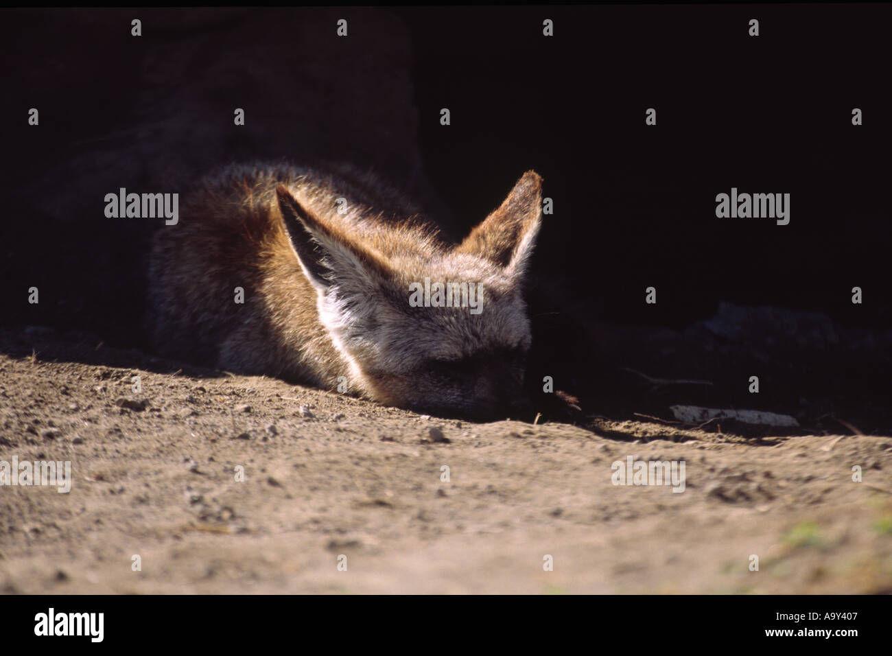 Fox sleeping den hi-res stock photography and images - Alamy