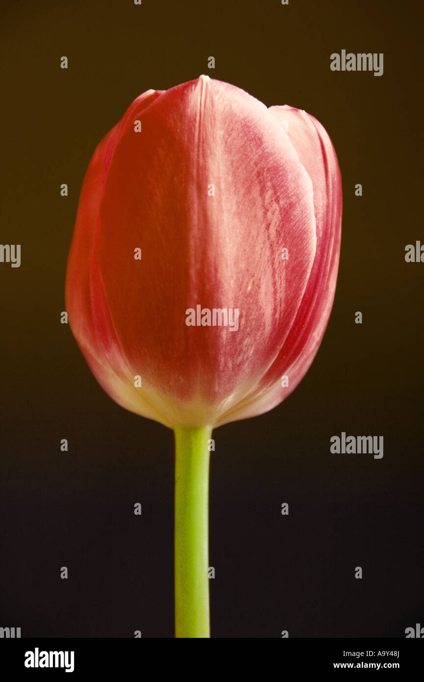 Single tulip with dramatic colors Stock Photo - Alamy