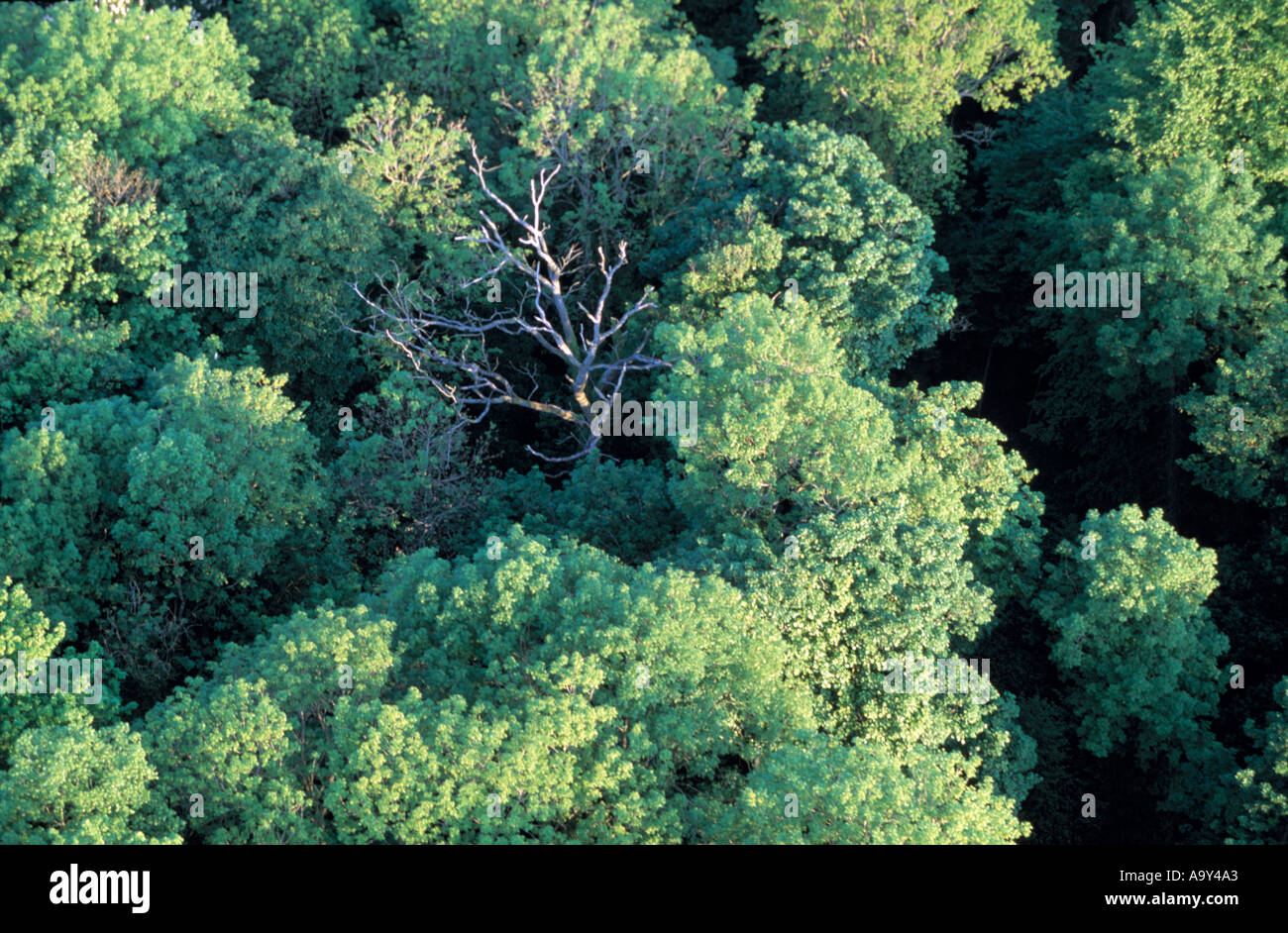 forest from above looking down on trees one dead Stock Photo - Alamy