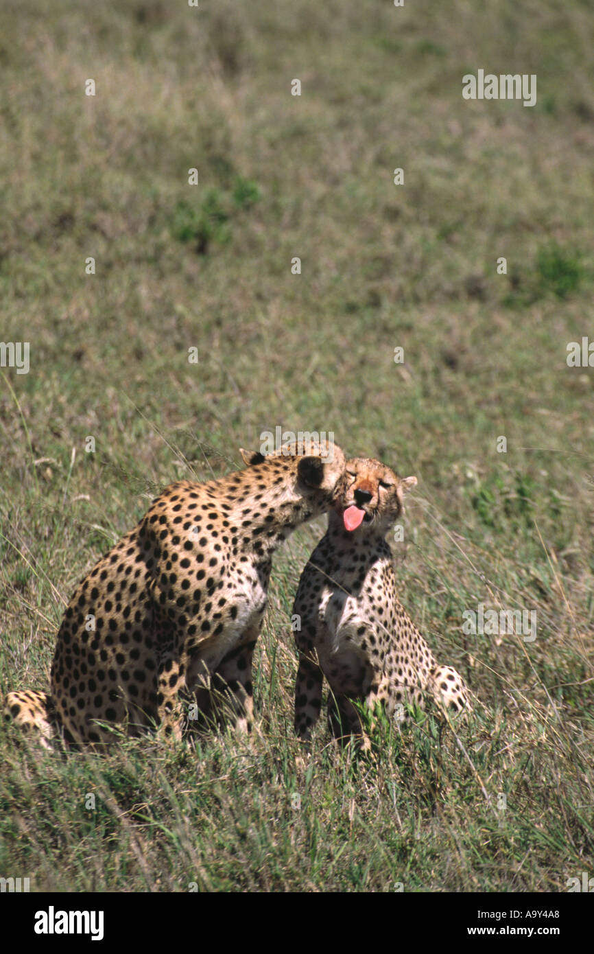 cheetah Acinonyx Jubatus grooming after eating and drinking Stock Photo ...