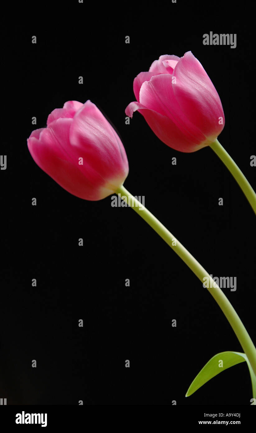 Two pink tulips against a black backdrop Stock Photo - Alamy