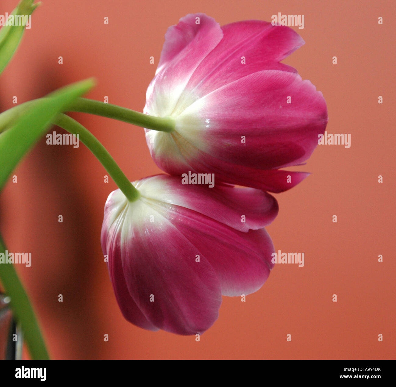 Back of two pink tulips Stock Photo - Alamy