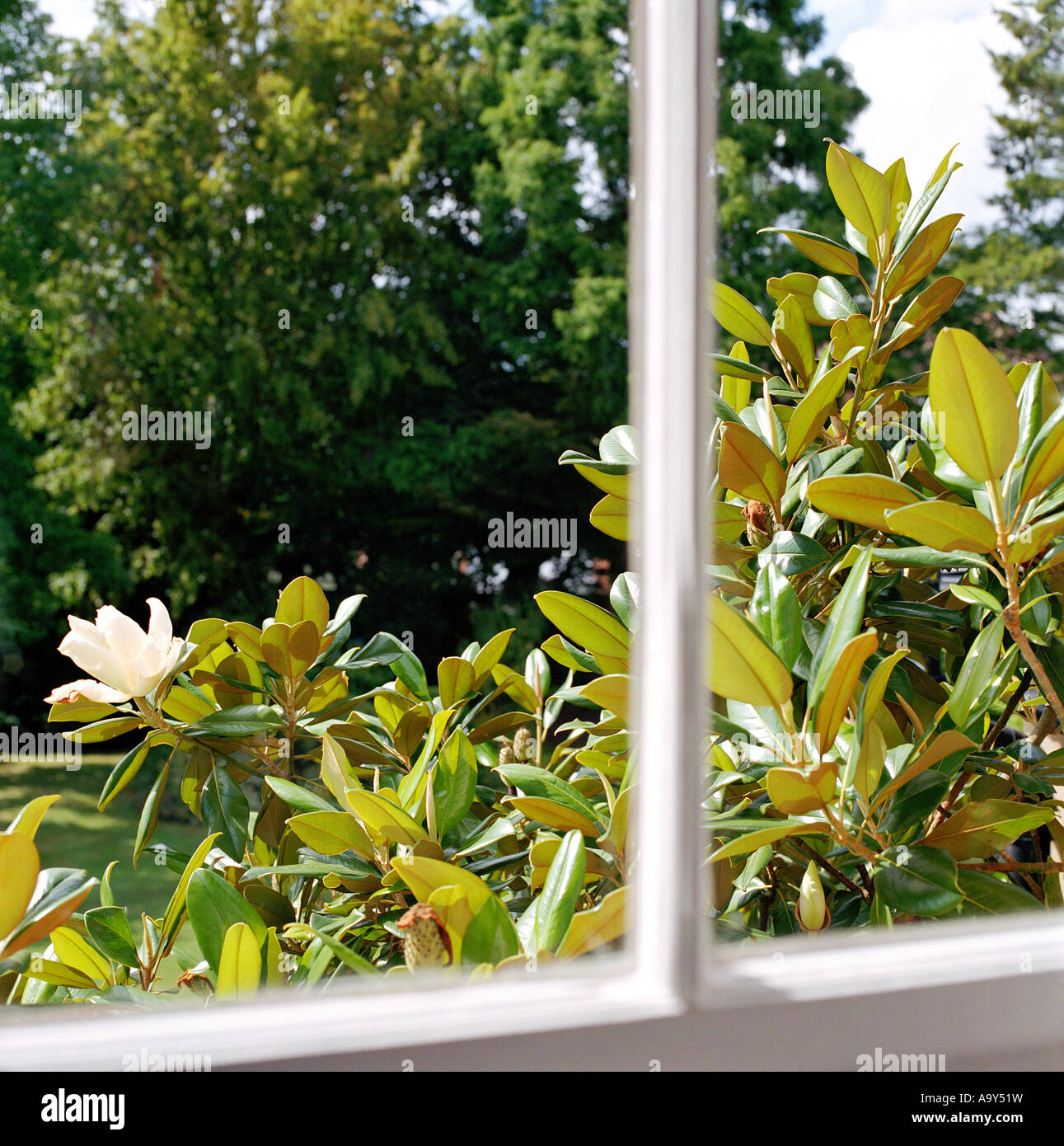 Magnolia tree through window Stock Photo - Alamy