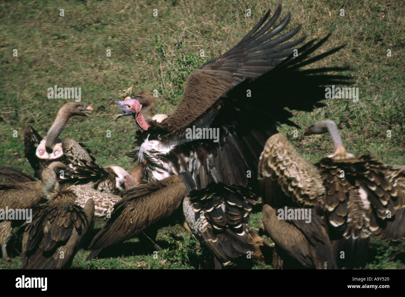 Vultures feeding on wildebeest carcass Stock Photo - Alamy