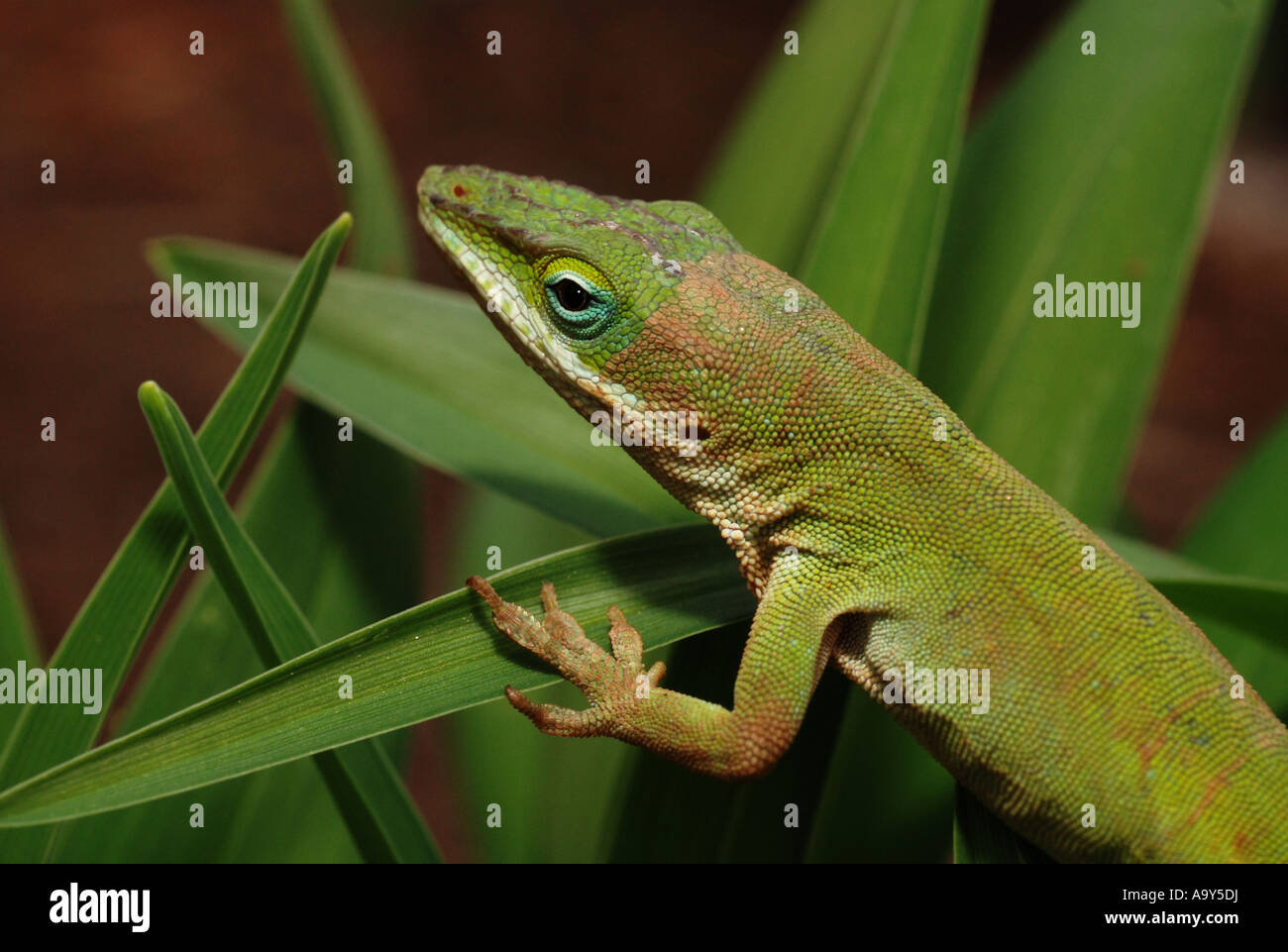 Green lizard in plant 2 Stock Photo - Alamy