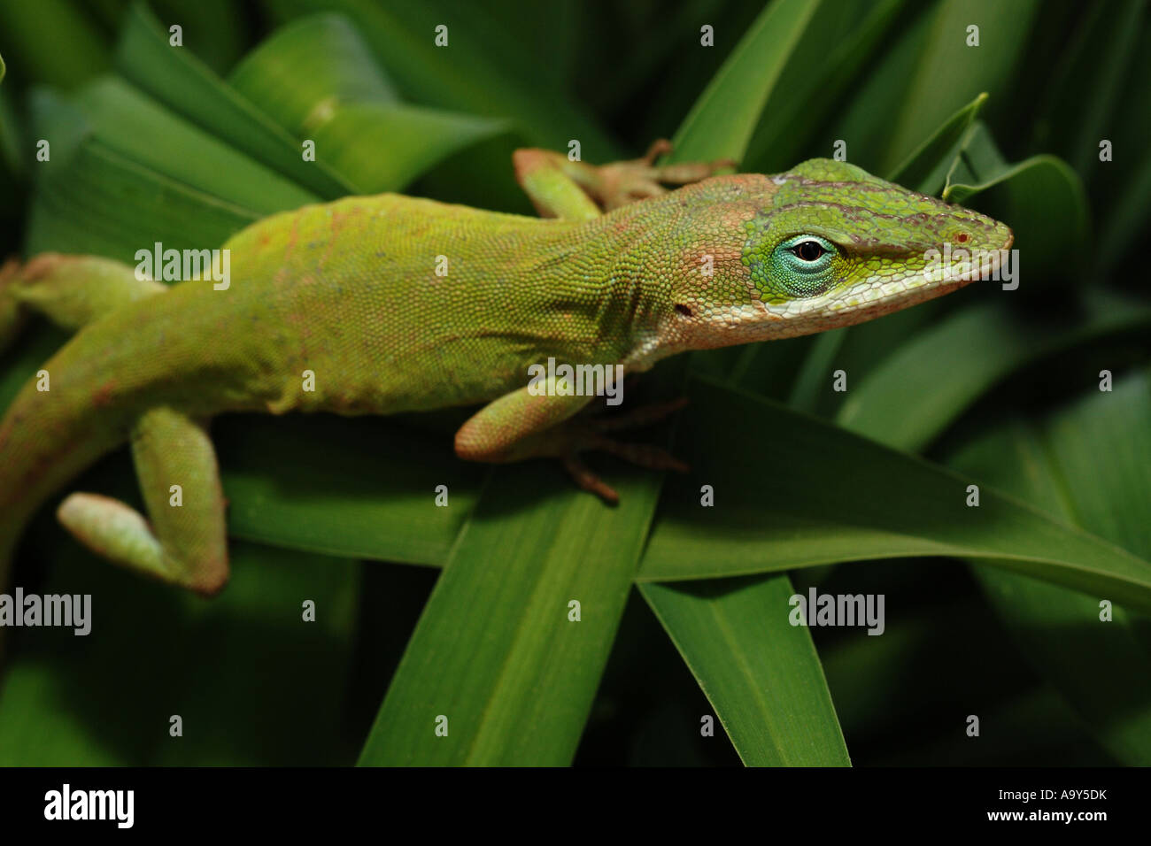 Green lizard in plant 1 Stock Photo - Alamy