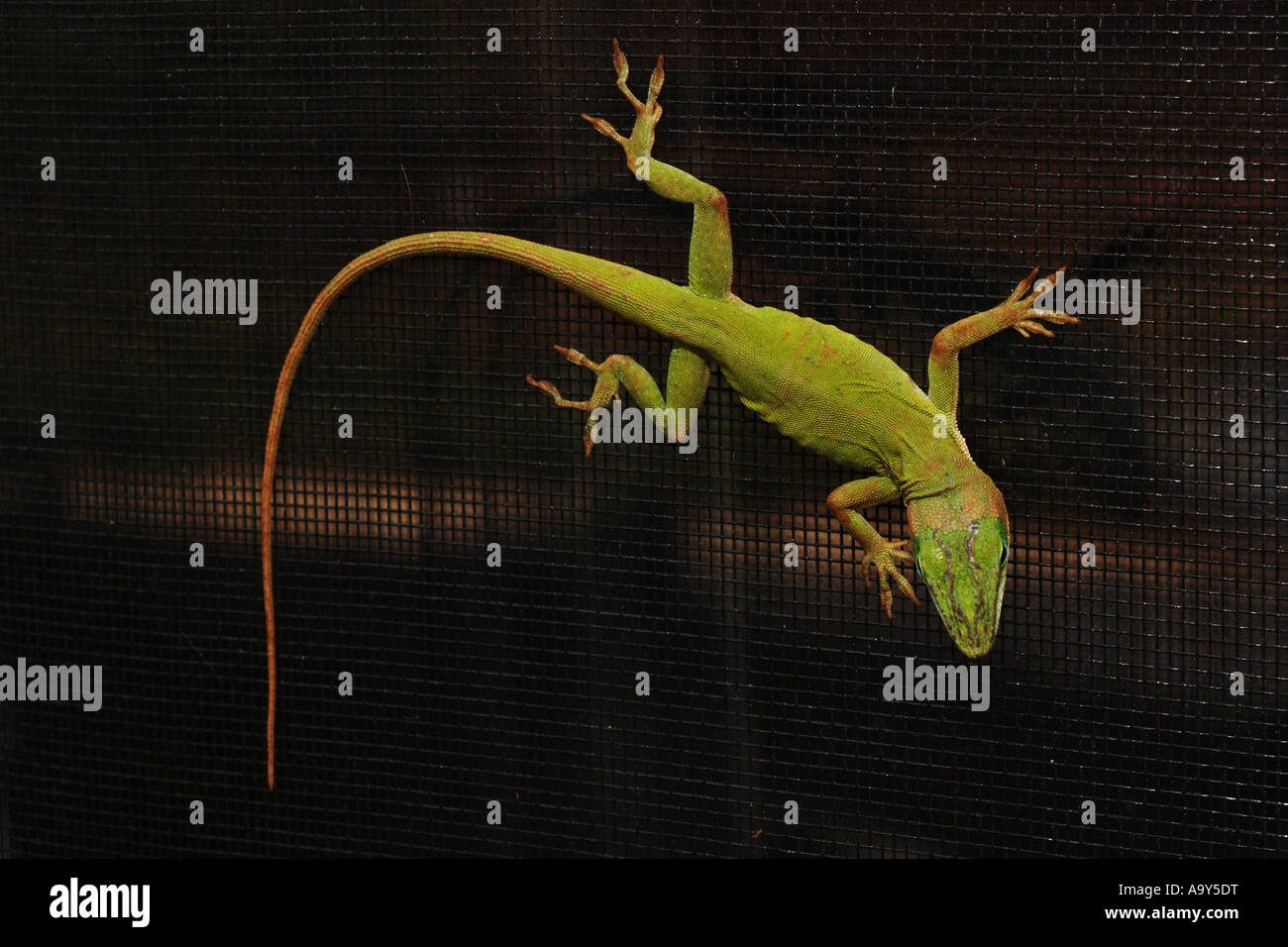 Green screen reptile hi-res stock photography and images - Alamy