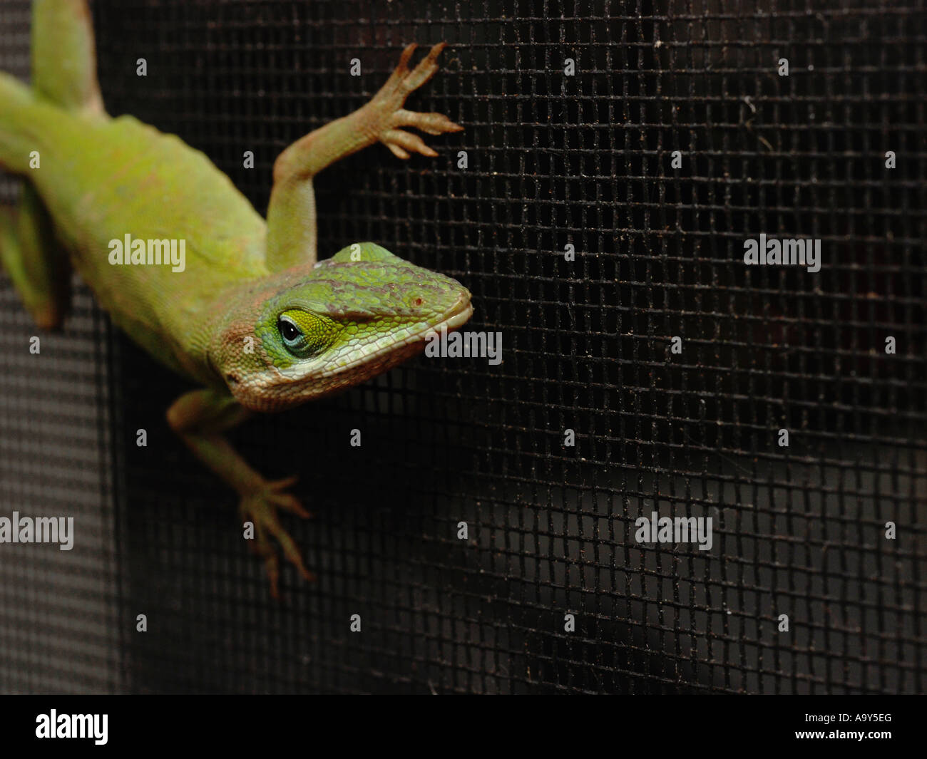 Green screen reptile hi-res stock photography and images - Alamy