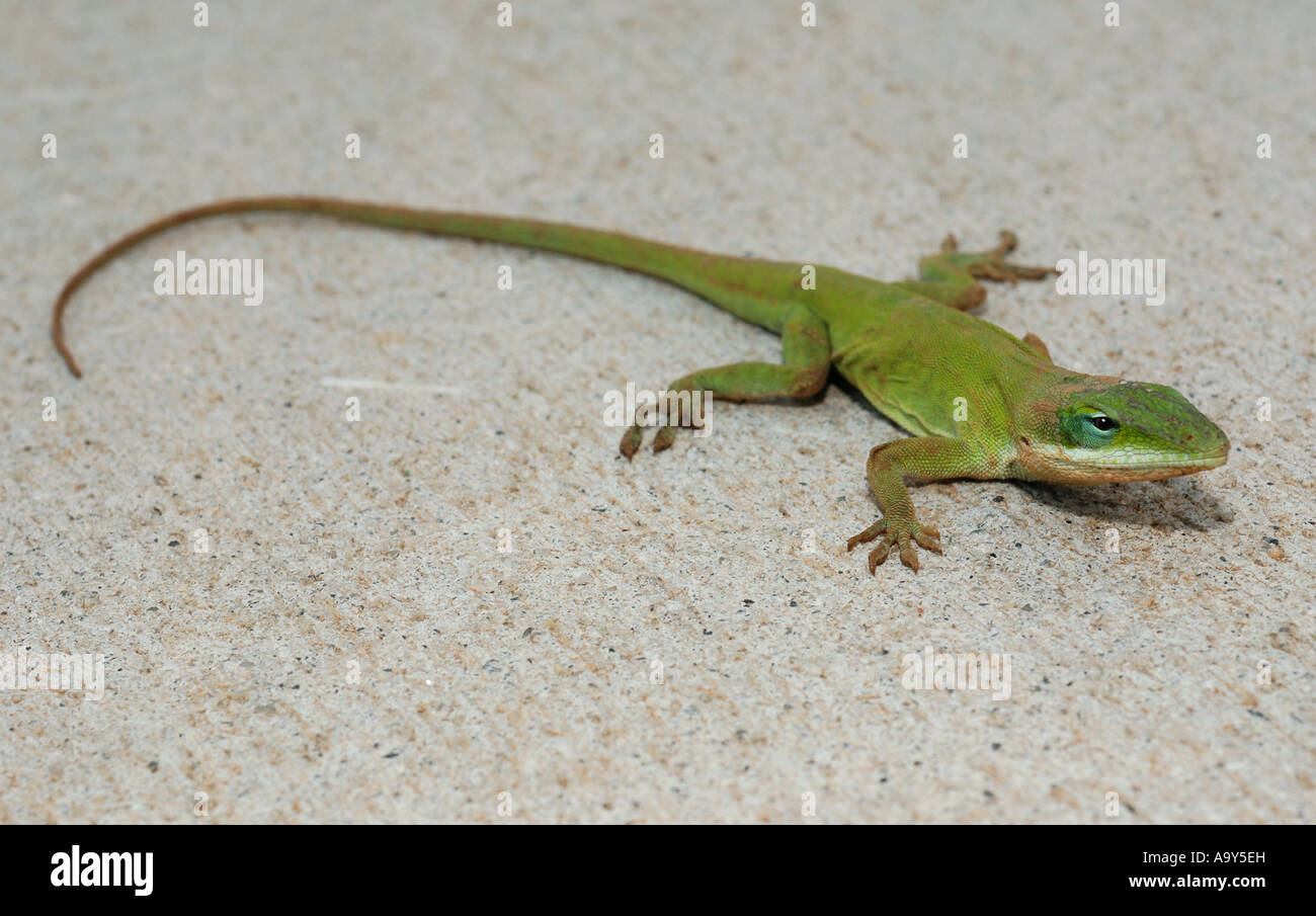 Green Lizard On Sidewalk Stock Photo - Alamy