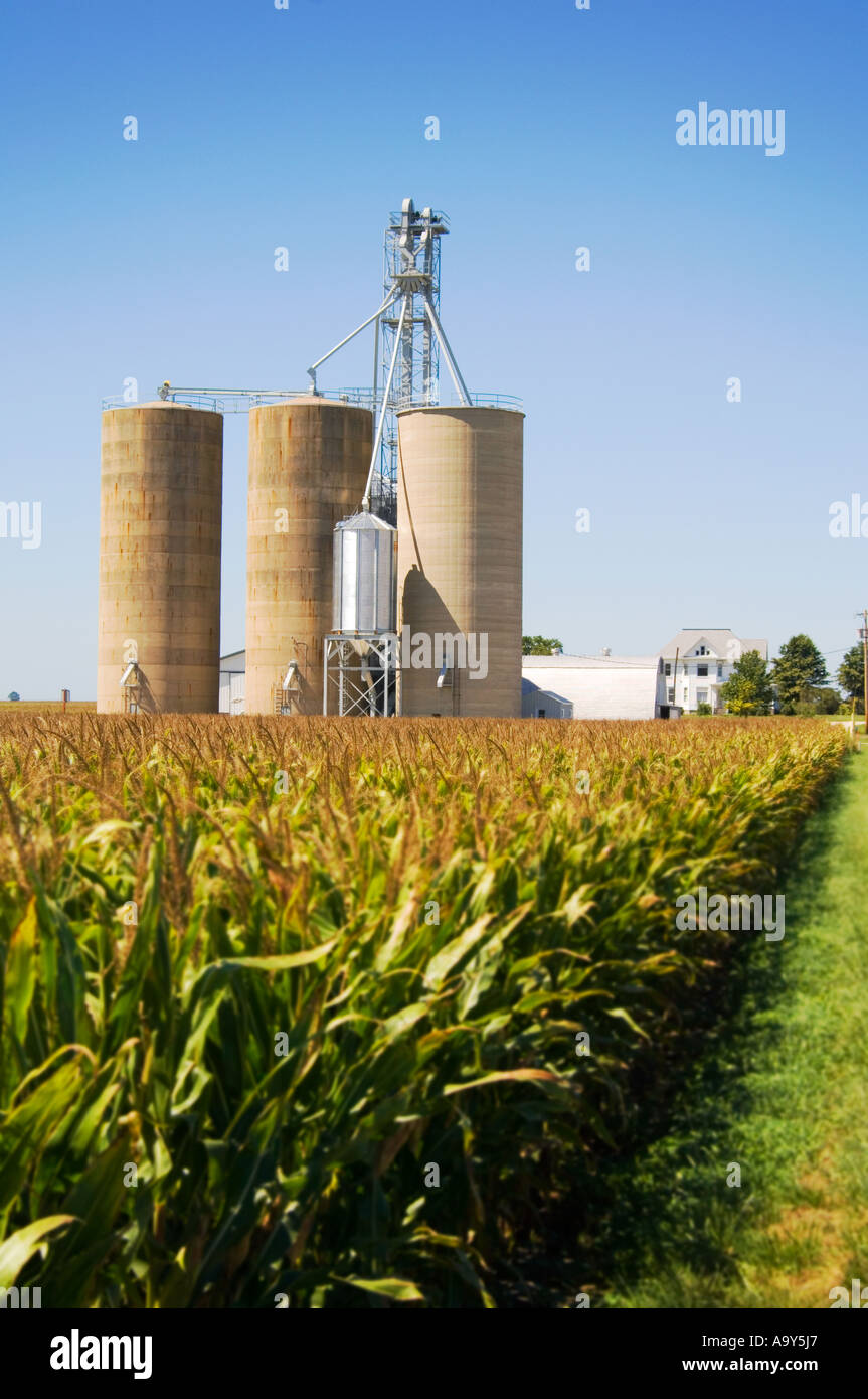Grain bins with corn field in front Stock Photo - Alamy