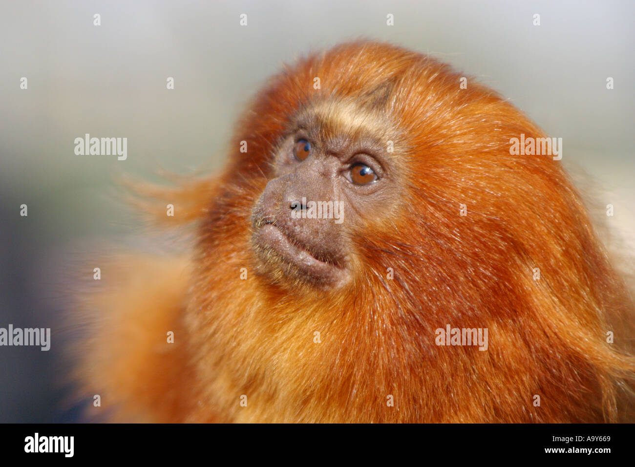 Golden lion tamarind monkey Stock Photo - Alamy