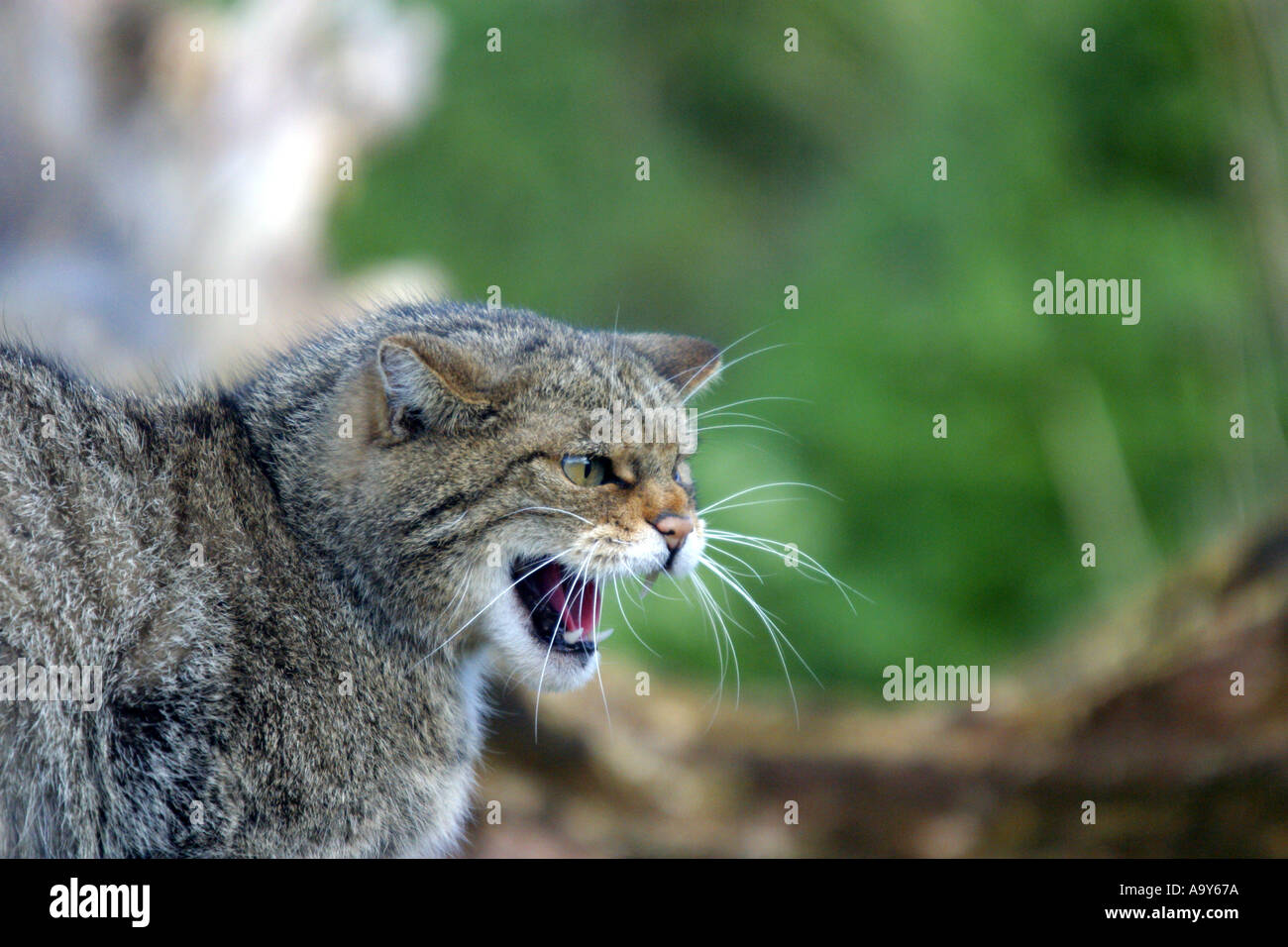 Scottish wild cat snarling Stock Photo - Alamy