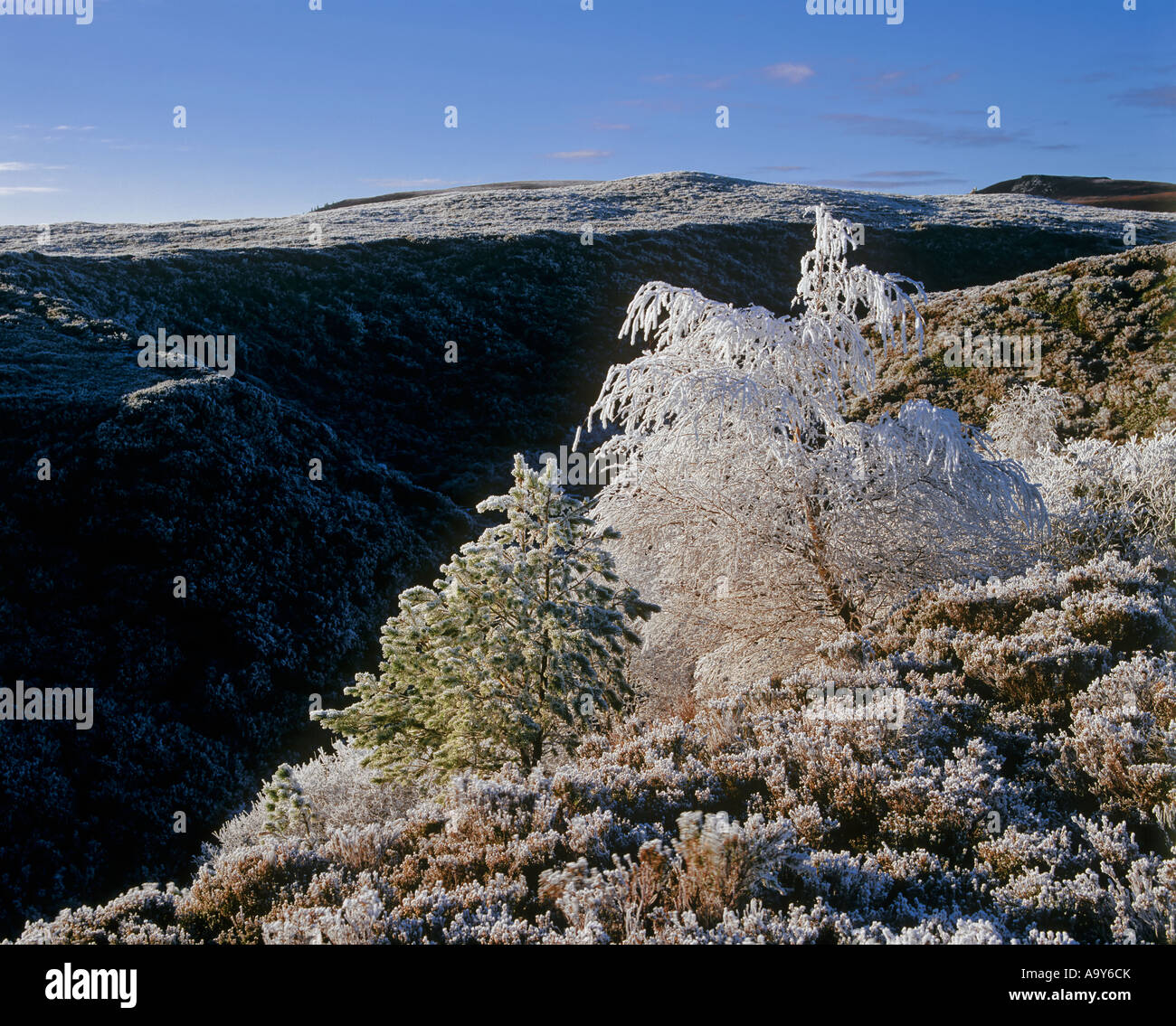 Thick hoar frost coats two small trees at the edge of a heather clad ...