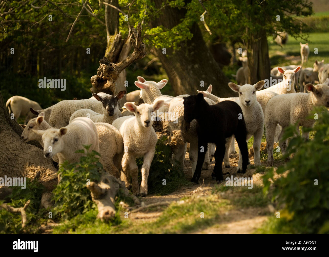 Black Sheep Away From Family