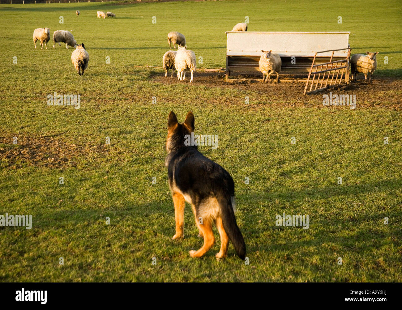 German Shepherd watching sheep Stock Photo - Alamy