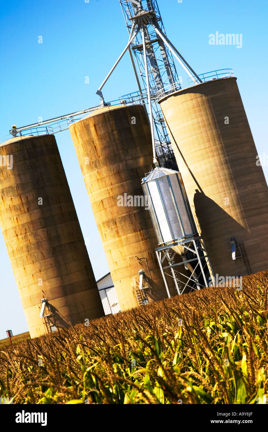 Grain bins with corn field in front Stock Photo - Alamy