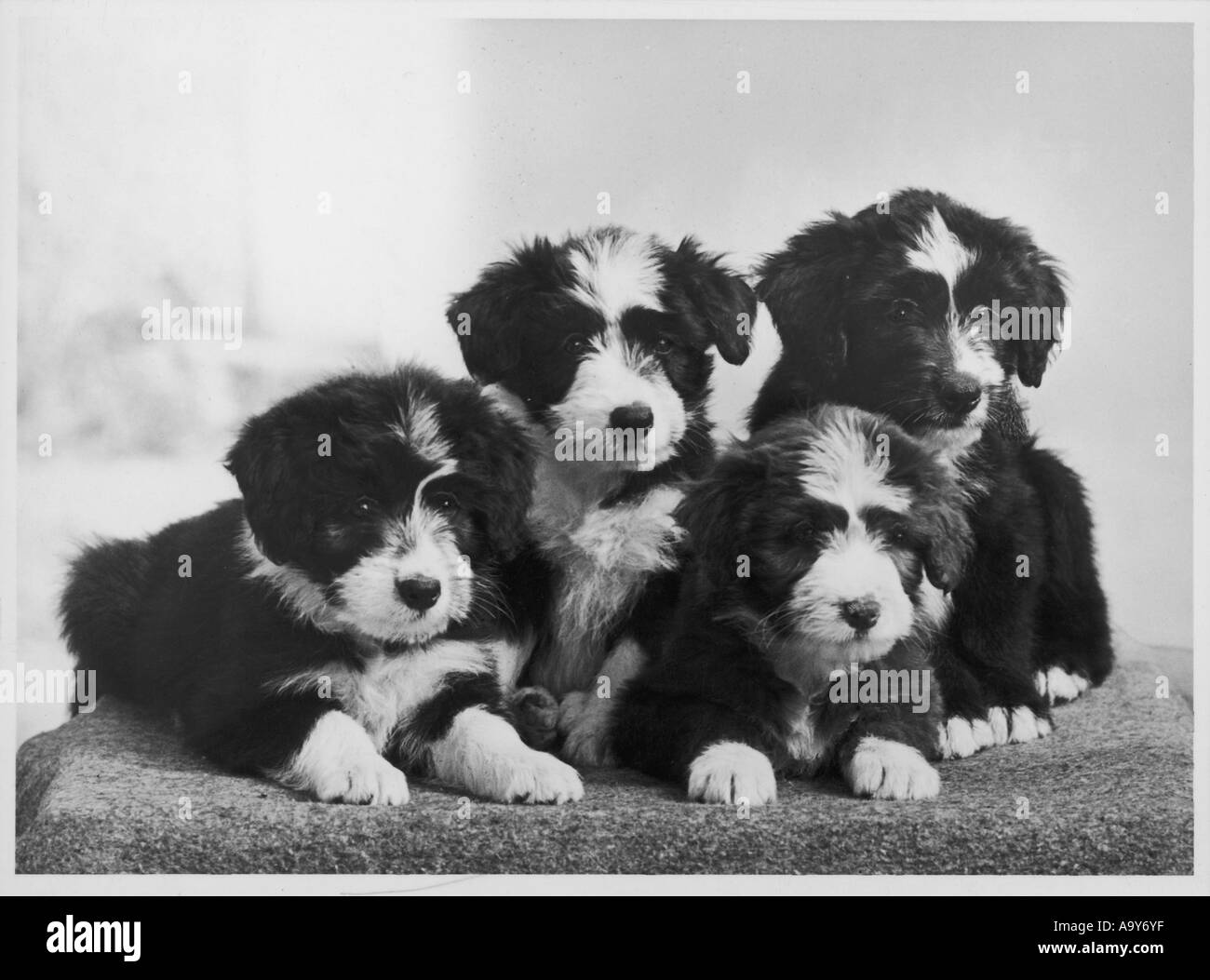 Bearded Collie Puppies Stock Photo - Alamy