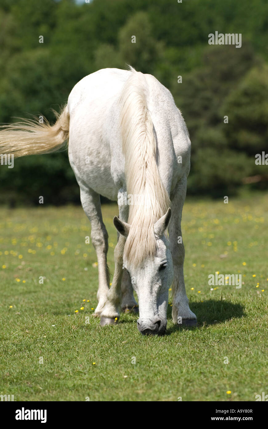 Grey New Forest Pony Stock Photo - Alamy