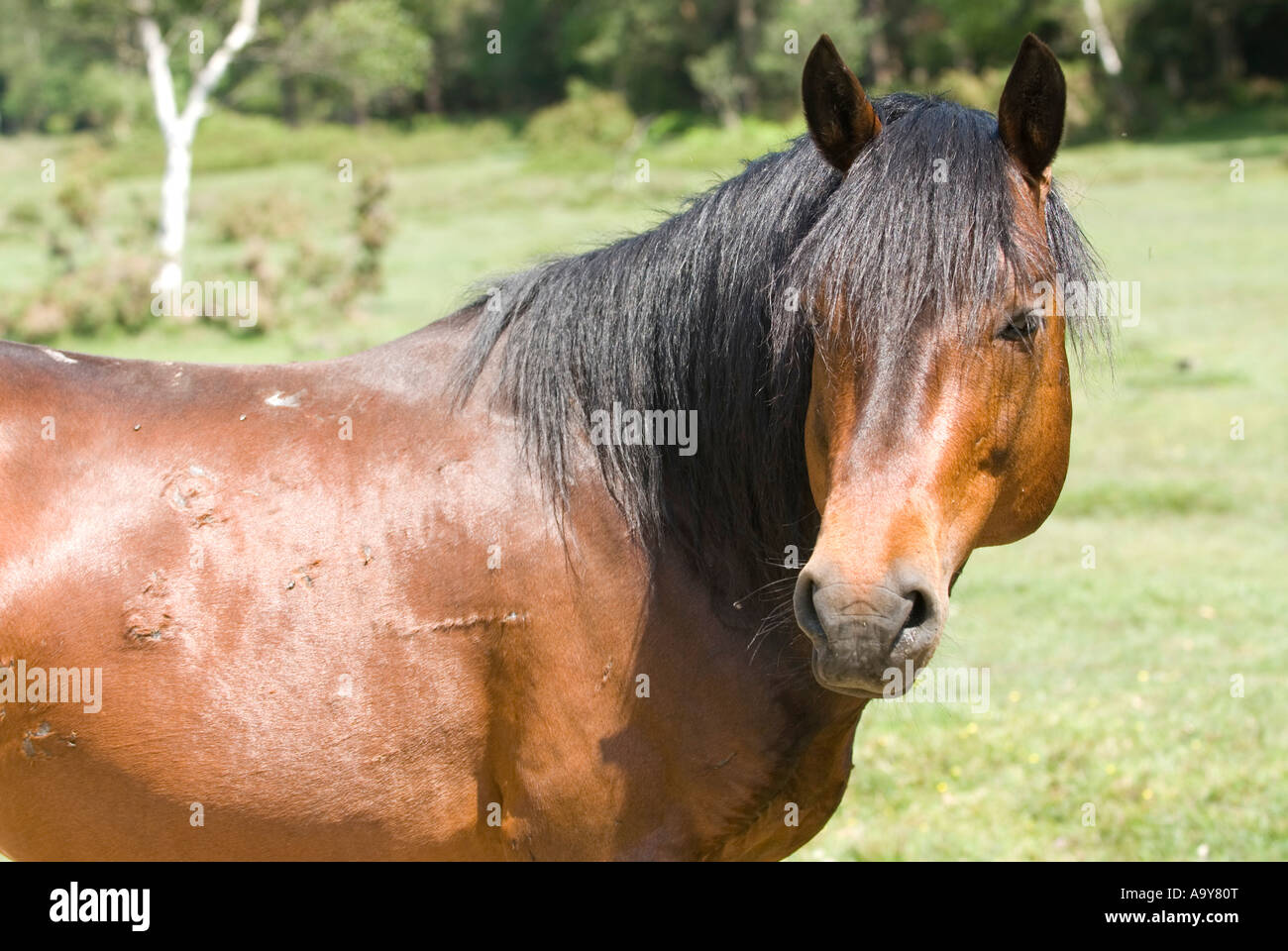 New Forest stallion Stock Photo - Alamy