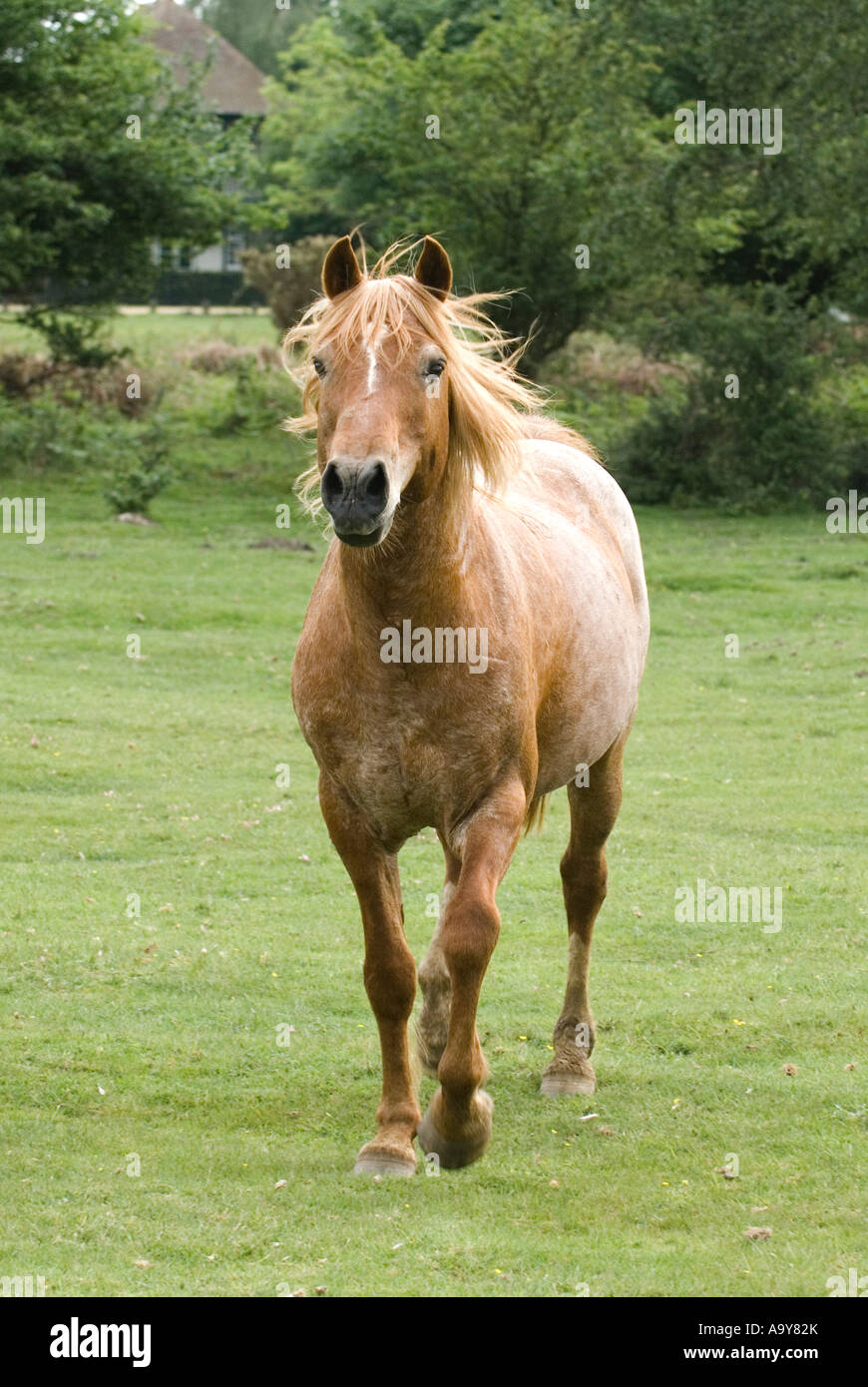 New Forest chestnut stallion Stock Photo - Alamy
