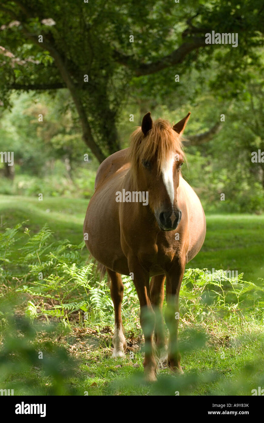 New Forest chestnut mare Stock Photo - Alamy